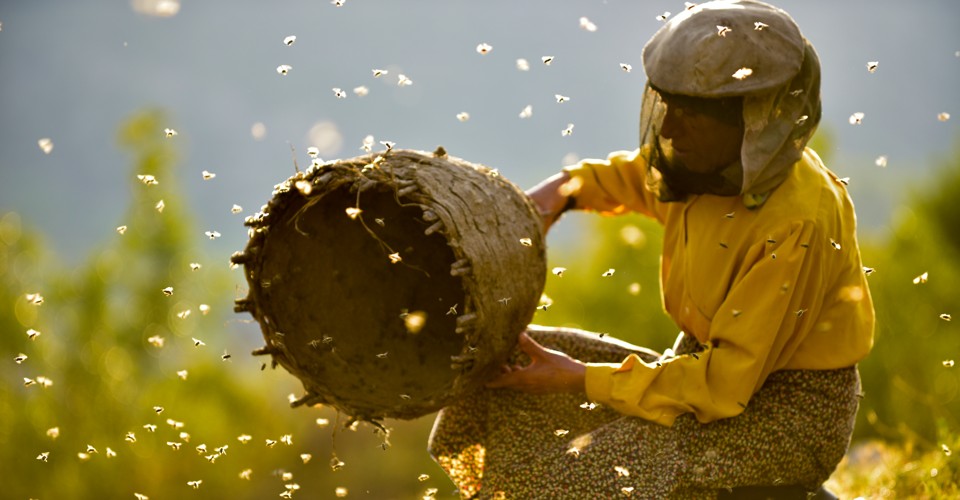 Meet Europe's Last Female Bee Hunter, You'll Be Awestruck - What She Said