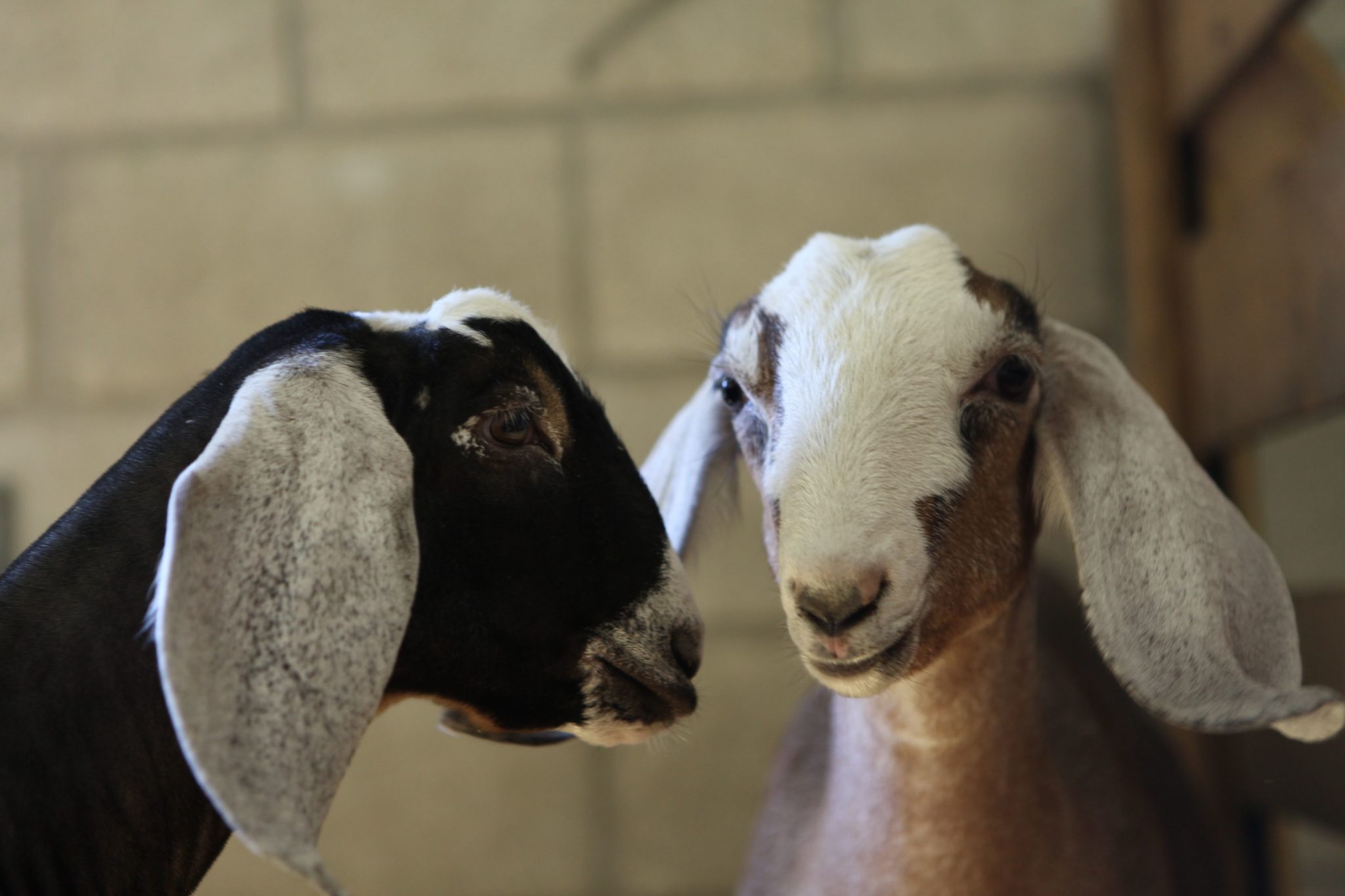 BORAT. Kim Kardashian and David Letterman's Intimate Chat, Waiting for ...